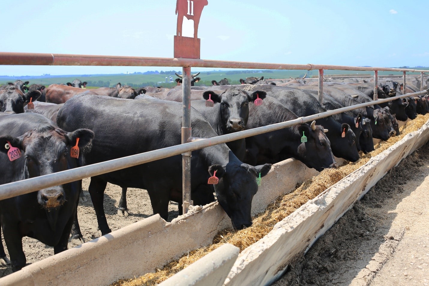 Premium American Wagyu Beef Steaks and Roasts - Red Top Farms